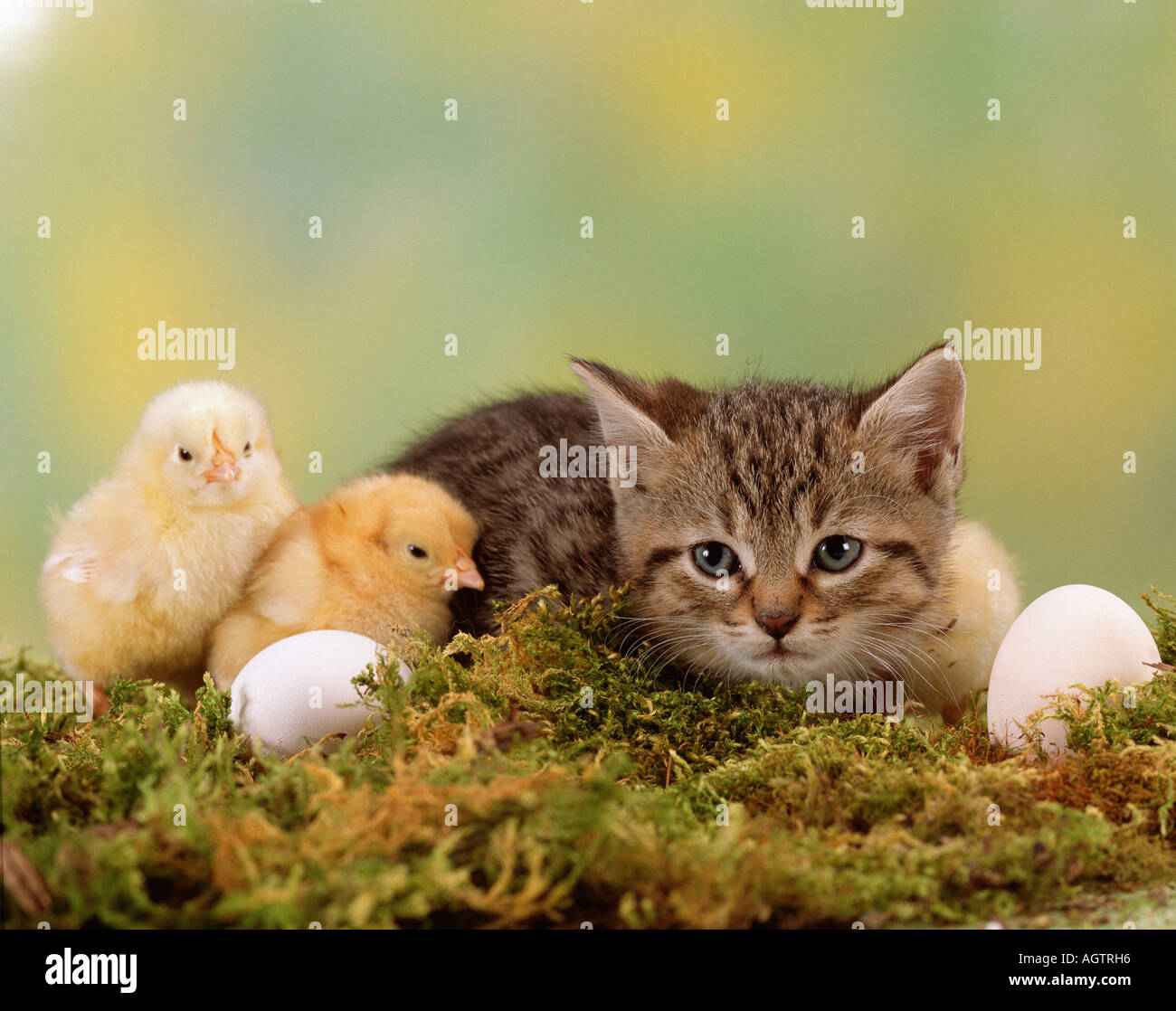 Kitten and chick Stock Photo - Alamy