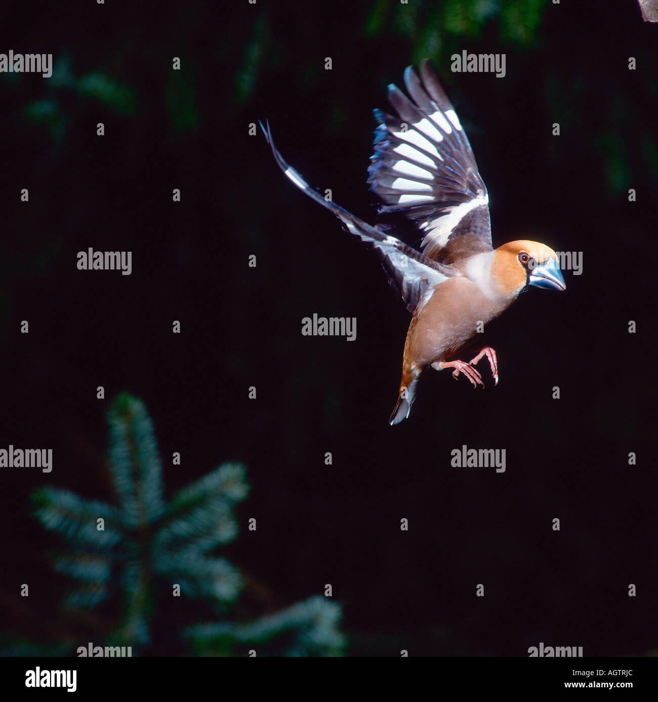 Hawfinch flying hi-res stock photography and images - Alamy