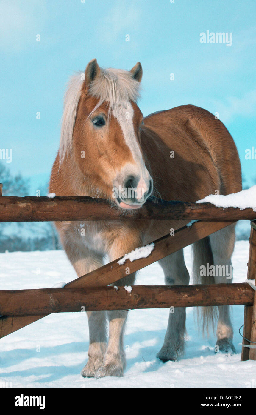 Haflinger ponies hi-res stock photography and images - Alamy