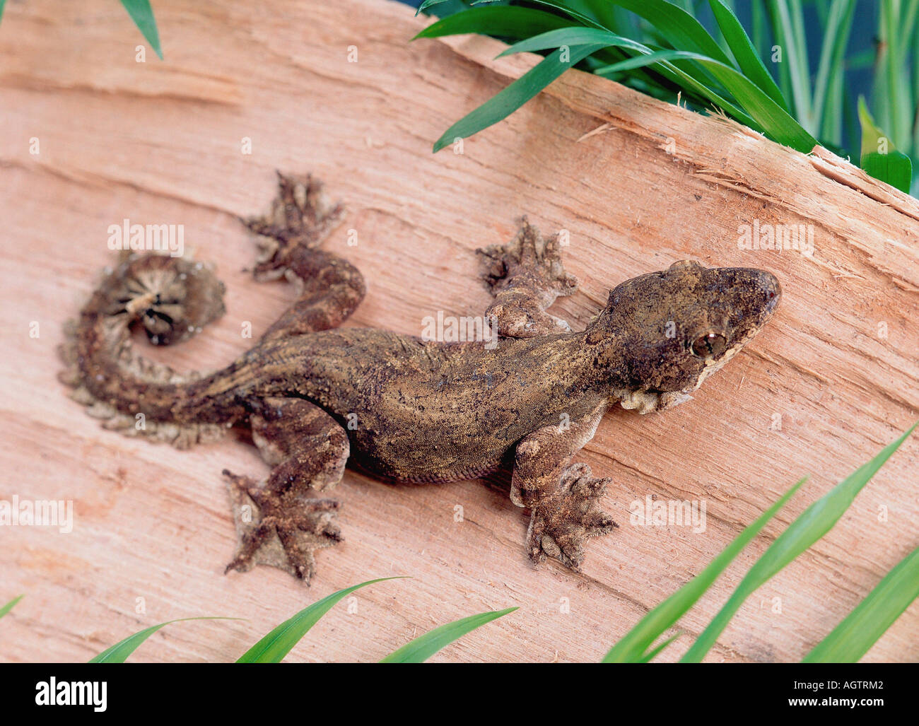 Flying gecko hi-res stock photography and images - Alamy