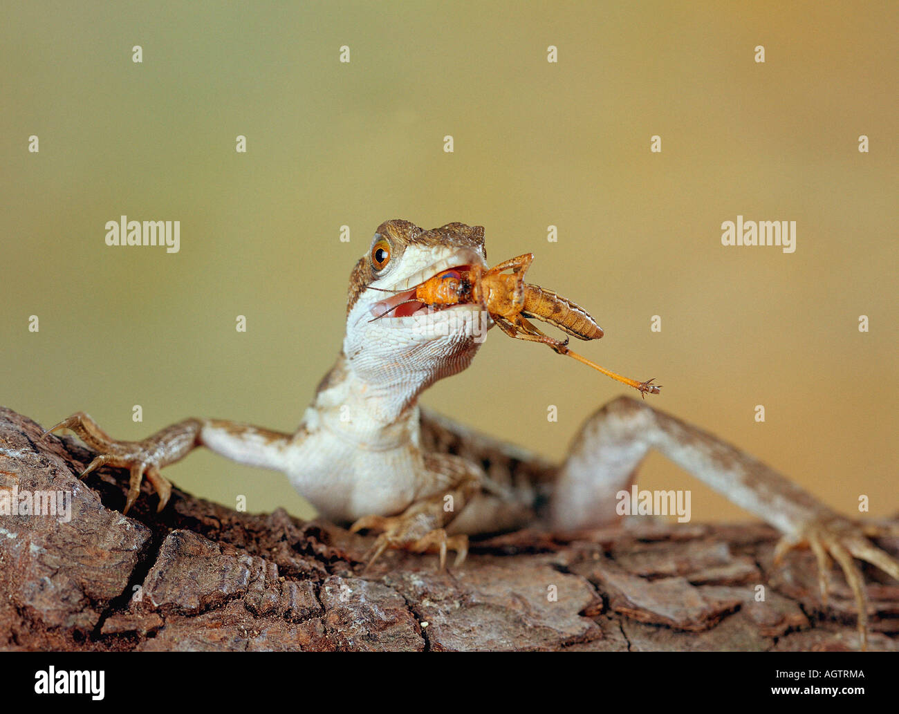 Female brown basilisk basiliscus vittatus hi-res stock photography and ...