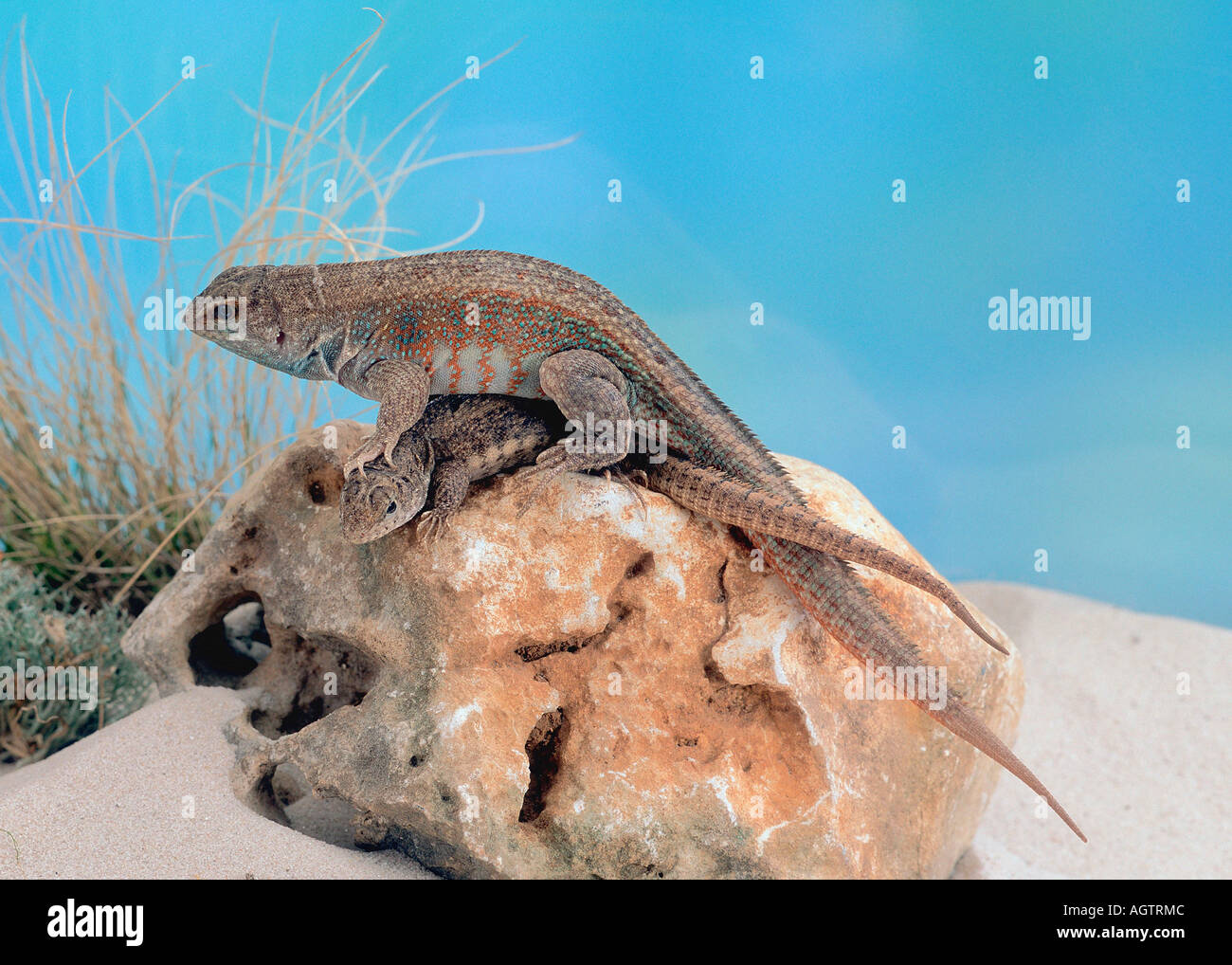 Hispaniolan Curly-tailed Lizard Stock Photo - Alamy