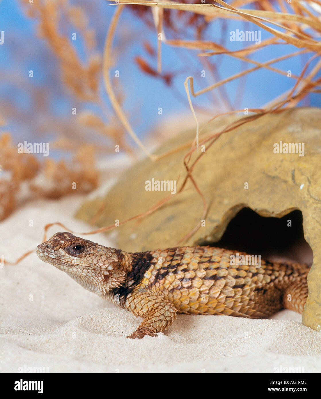 Crevice spiny lizard sceloporus poinsetti hi-res stock photography and ...