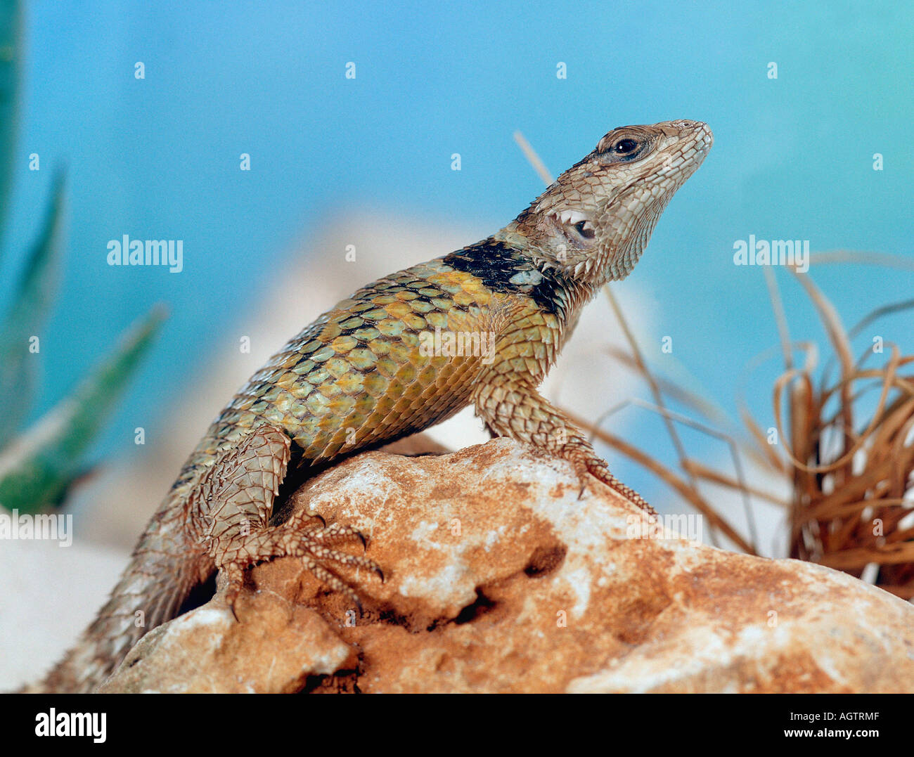 Crevice spiny lizard sceloporus poinsetti hi-res stock photography and ...