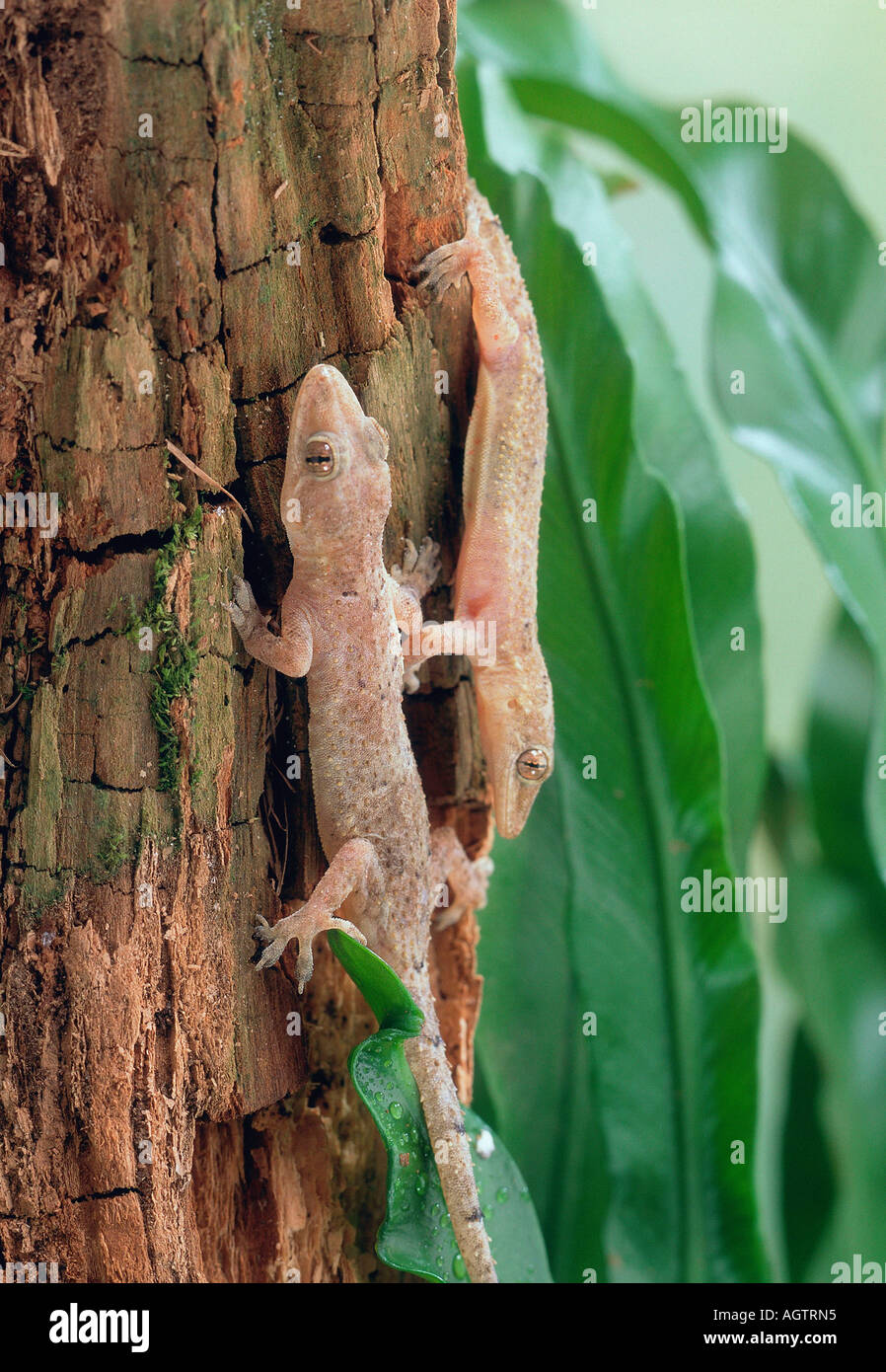 Common House Gecko / Spiny-tailed House Gecko Stock Photo - Alamy