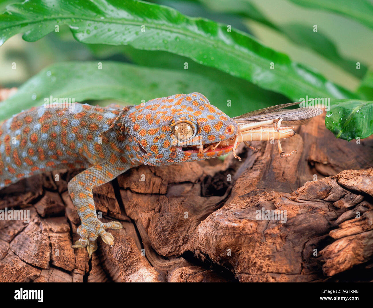 Common Tokay Gecko Stock Photo - Alamy
