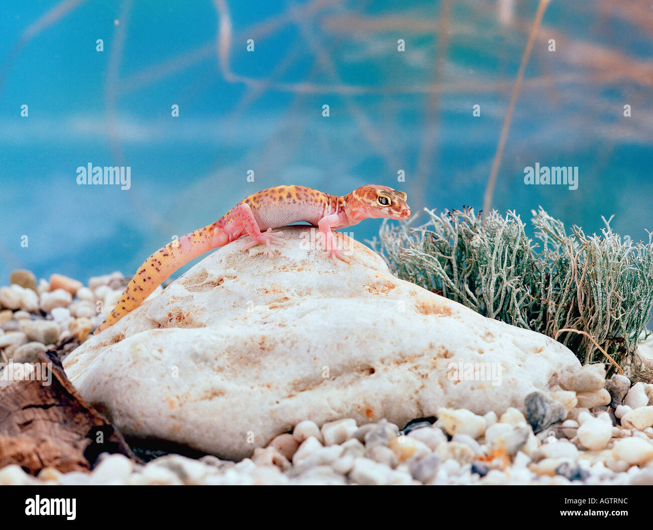 Texas Banded Gecko Stock Photo - Alamy