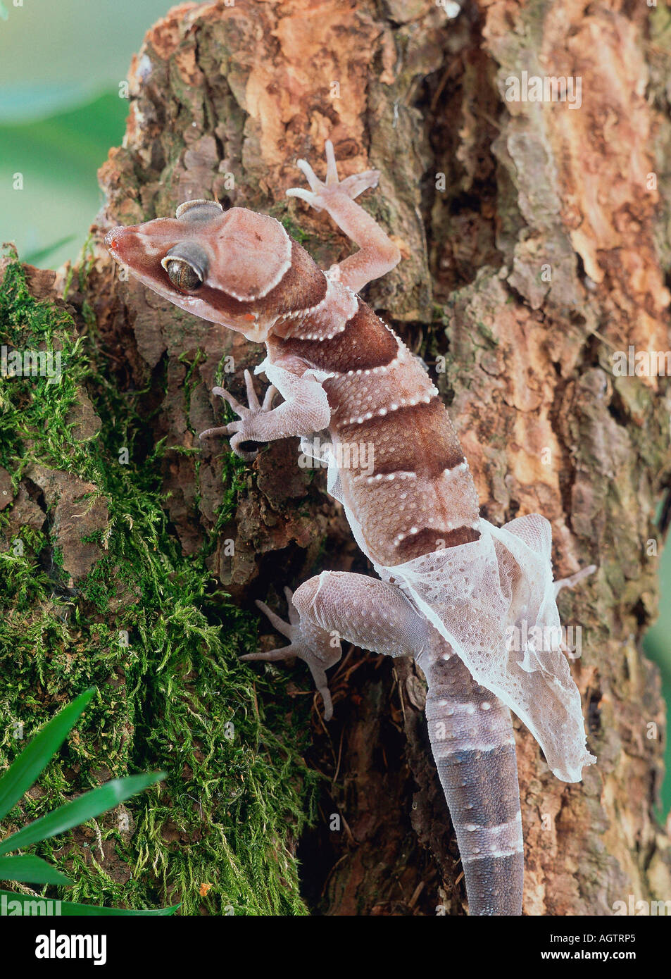 Intermediate Forest Gecko Stock Photo - Alamy