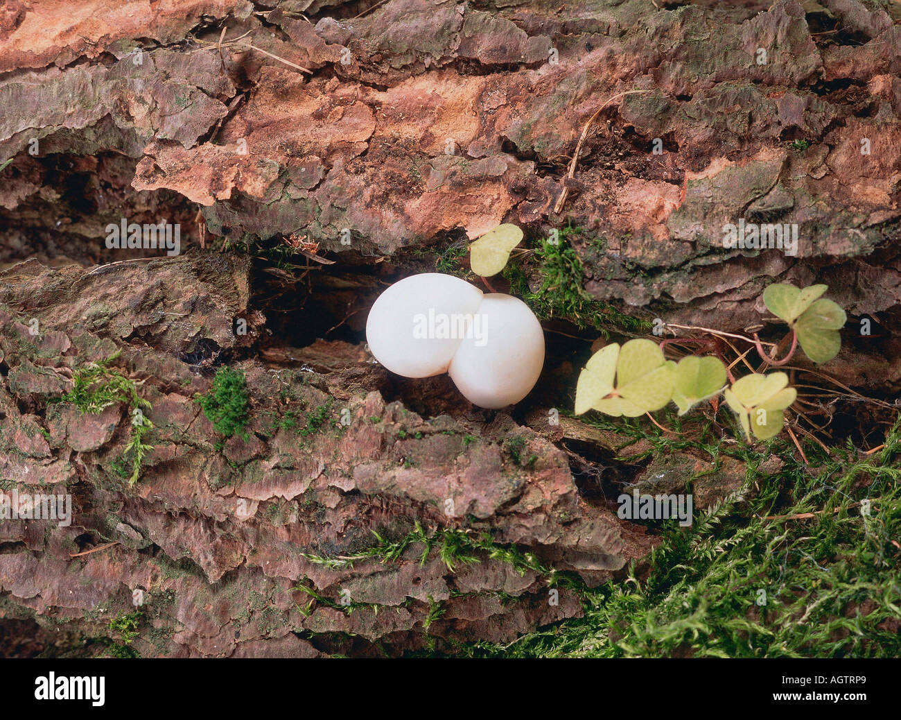 Gecko eggs hi-res stock photography and images - Alamy