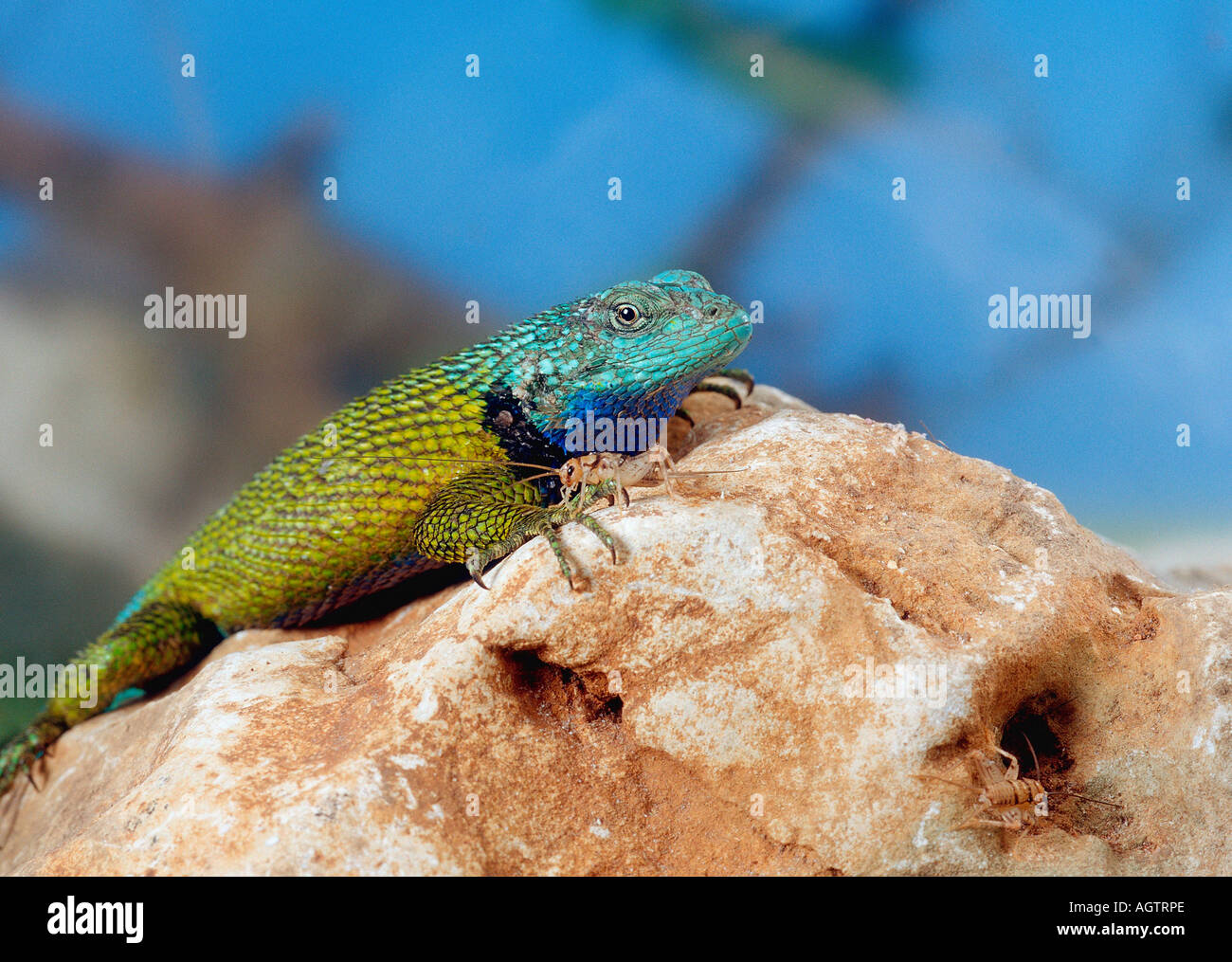Emerald swift lizard sceloporus malachiticus hi-res stock photography ...