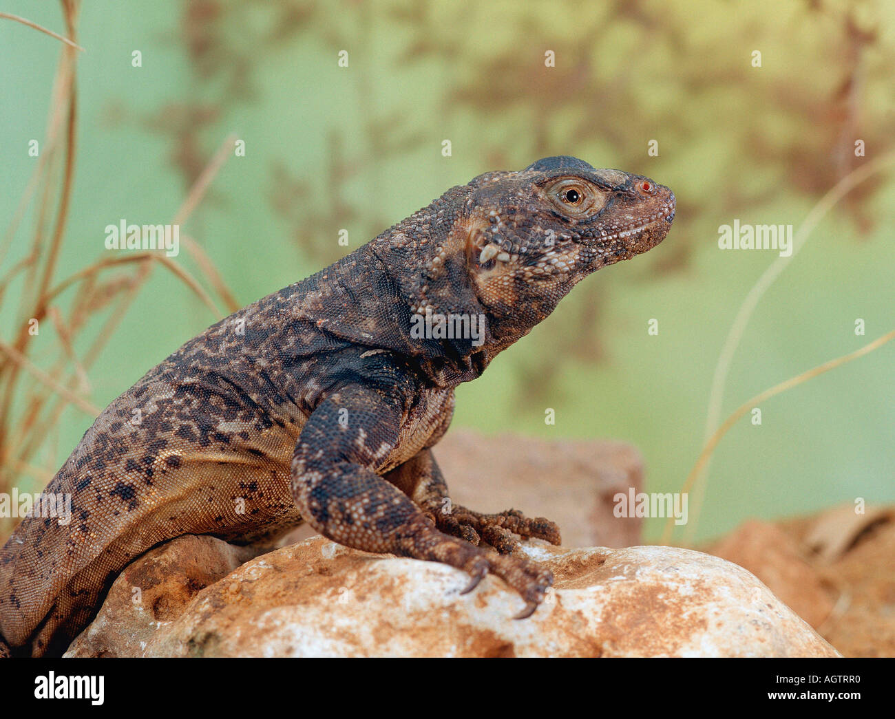 Chuckwalla sauromalus obesus hi-res stock photography and images - Alamy