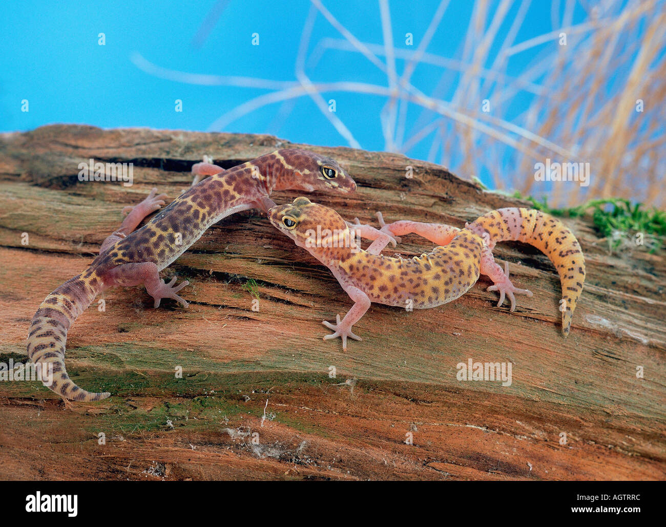 Texas Banded Gecko Stock Photo - Alamy