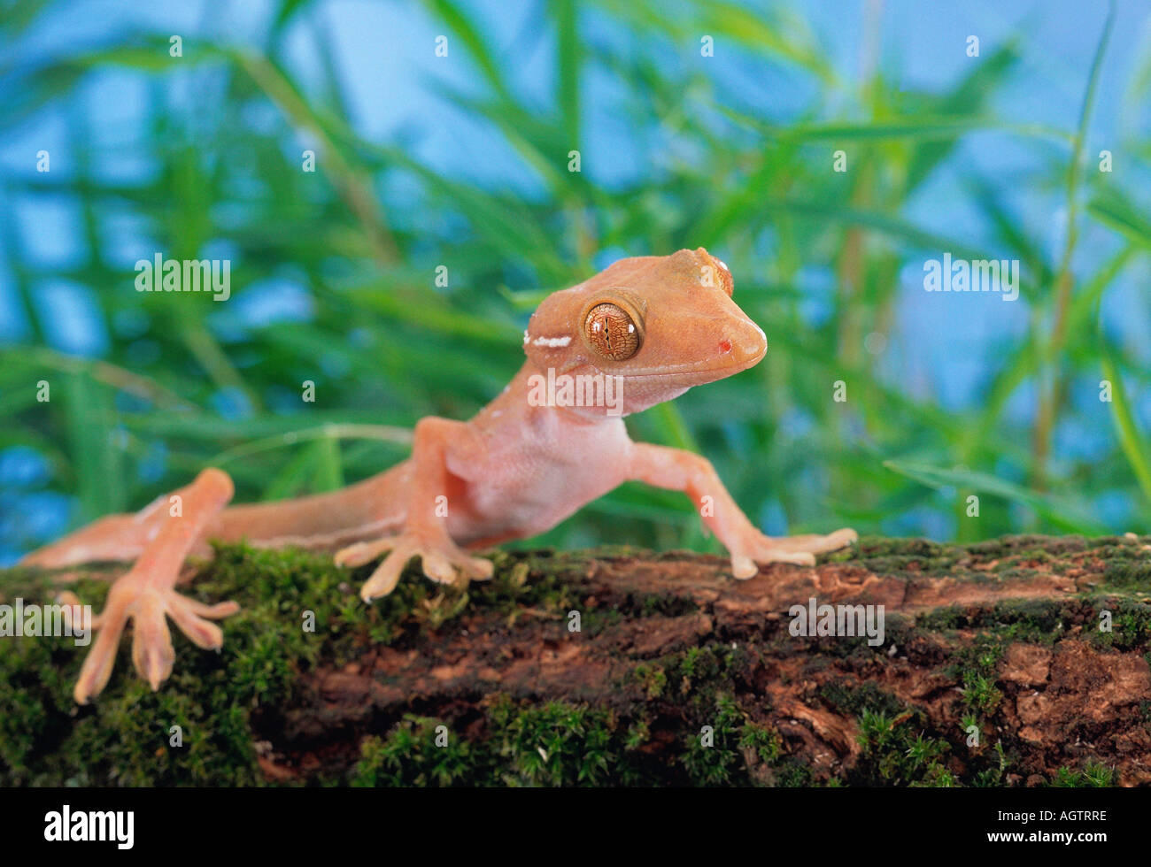 Striped gecko hi-res stock photography and images - Alamy