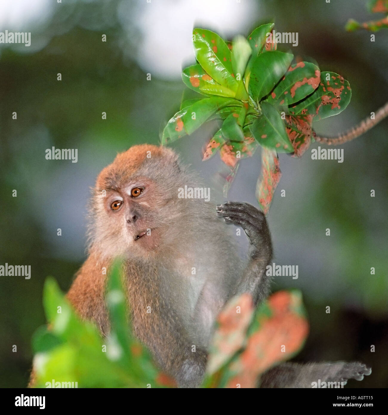 Crab eating monkey. Pangkor Laut island, Malaysia Stock Photo - Alamy