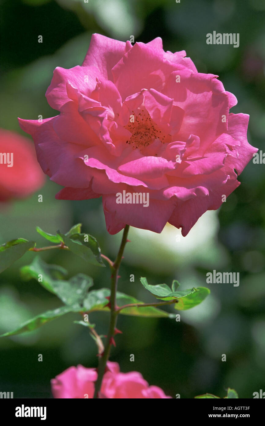 Austrian rose hi-res stock photography and images - Alamy