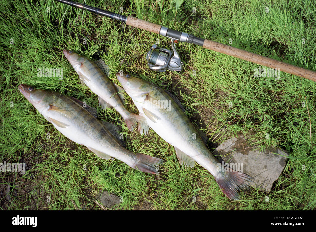 Silver pike hi-res stock photography and images - Alamy