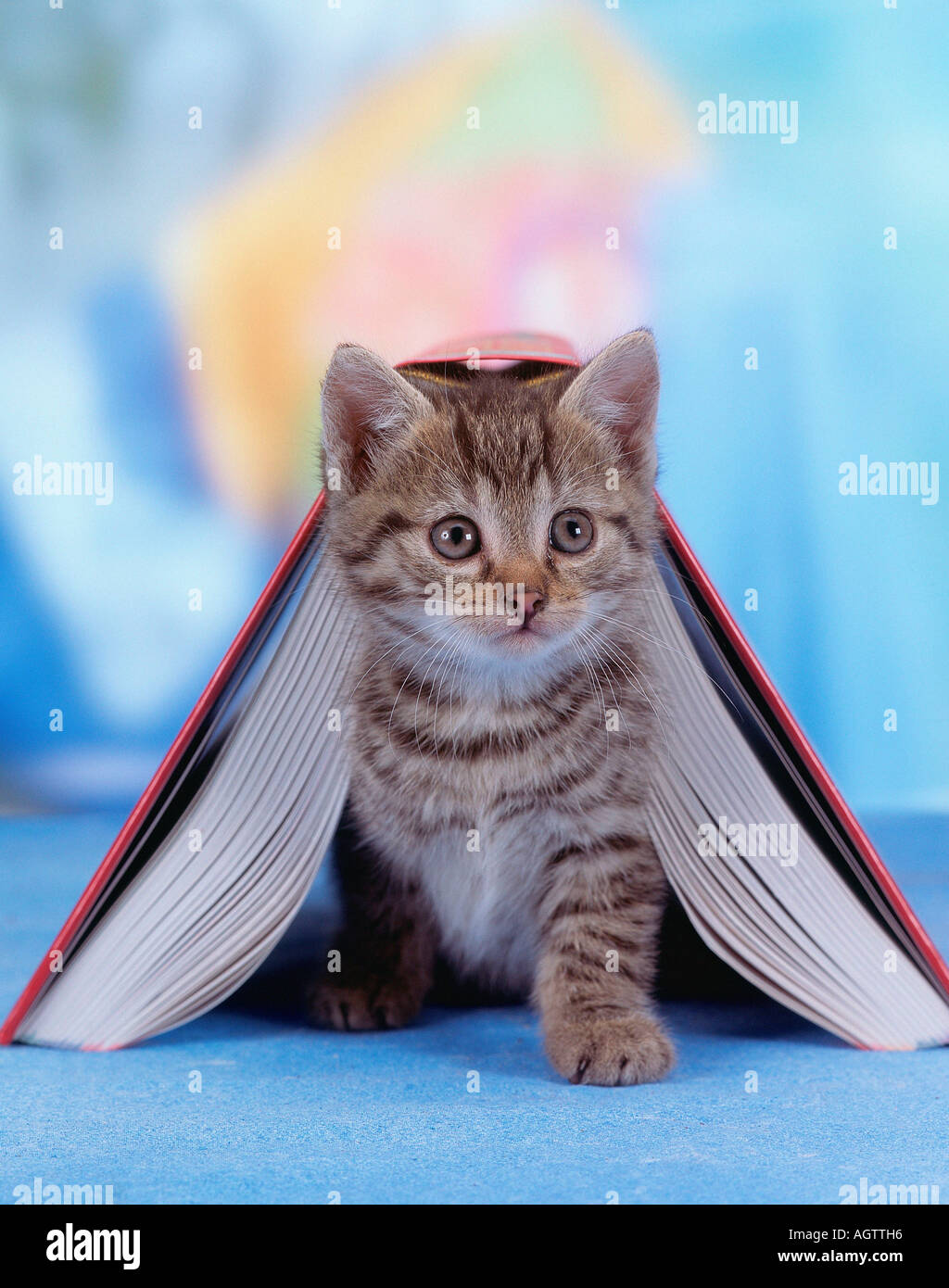 Cat and book hi-res stock photography and images - Alamy