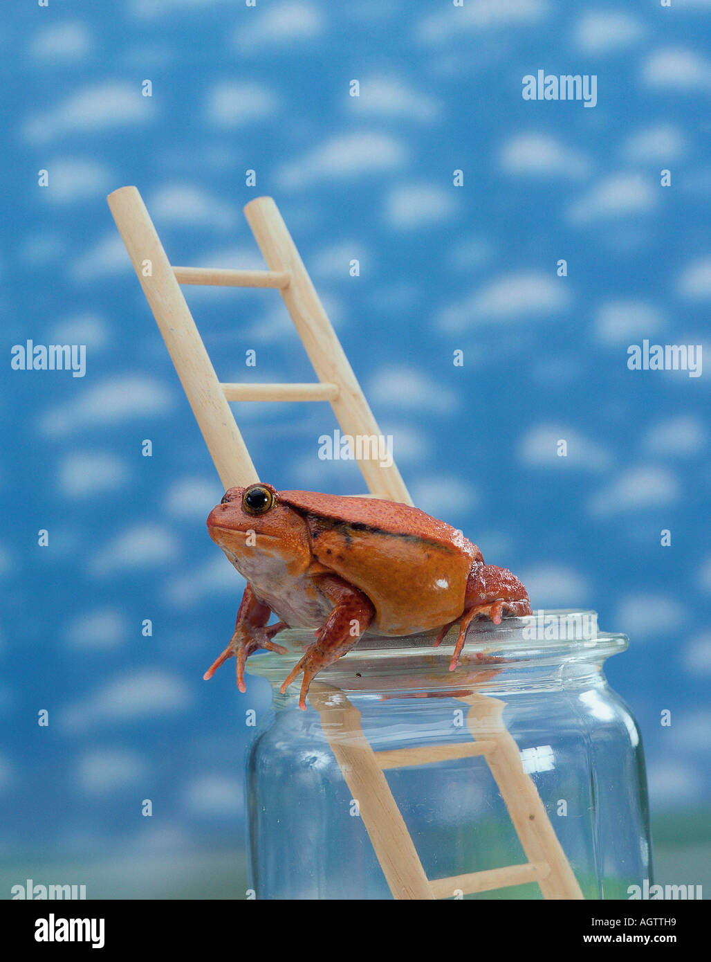 Frog ladder hi-res stock photography and images - Alamy