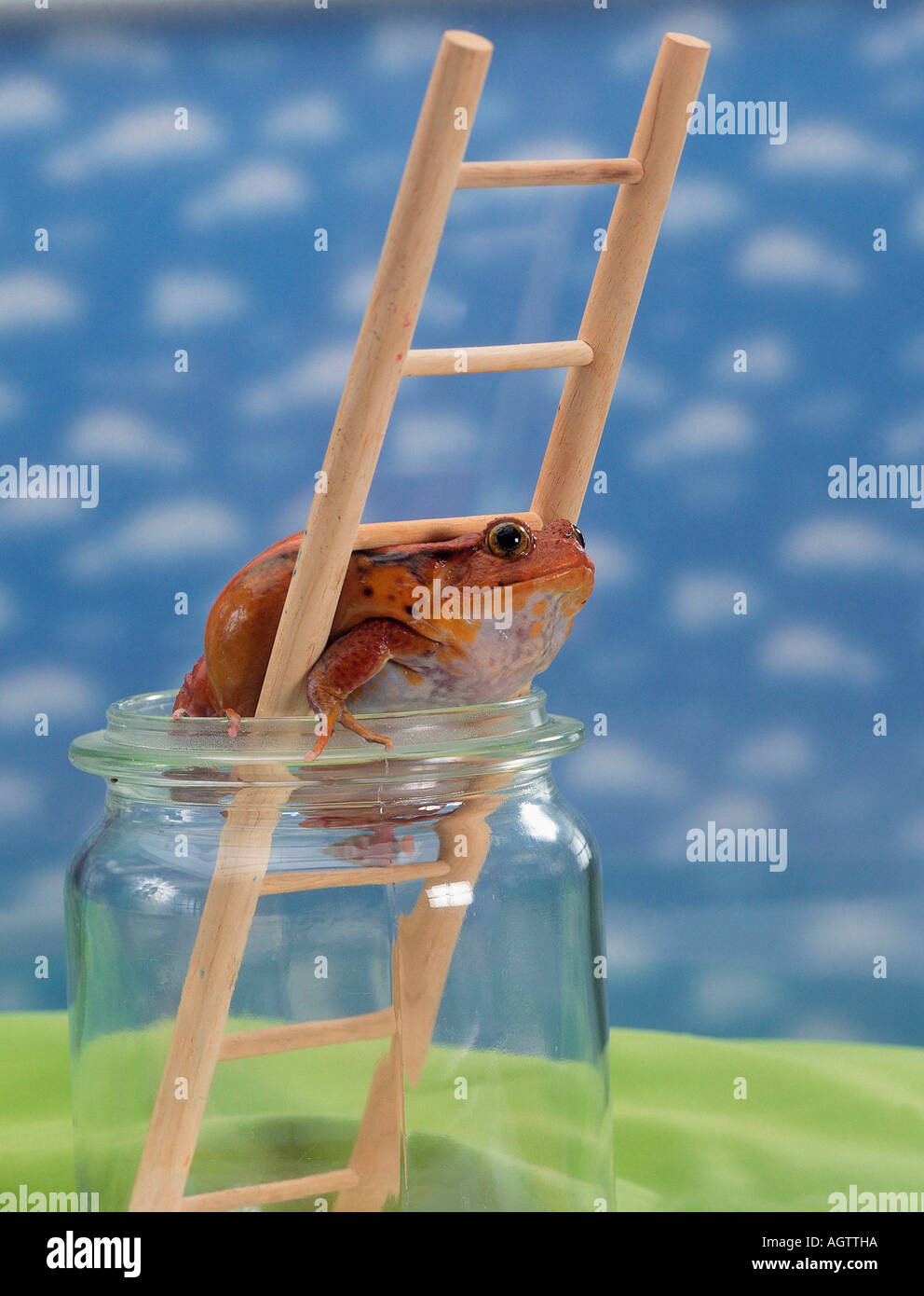 Frog ladder hi-res stock photography and images - Alamy