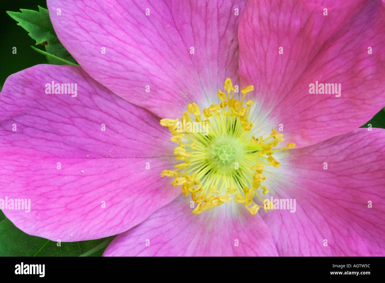 Yellow centered rose hi-res stock photography and images - Alamy