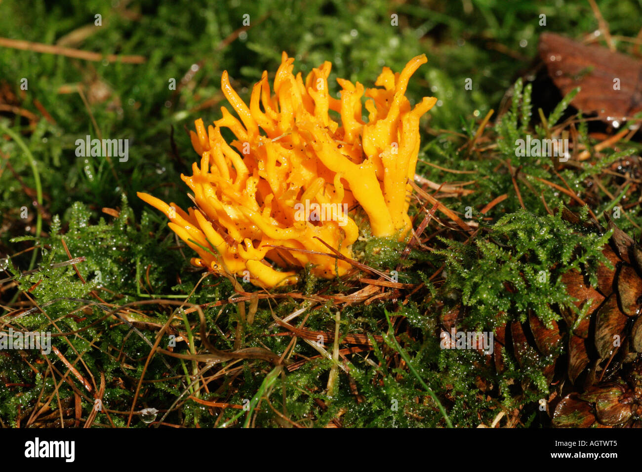 Yellow Stag's-horn Fungus Stock Photo - Alamy