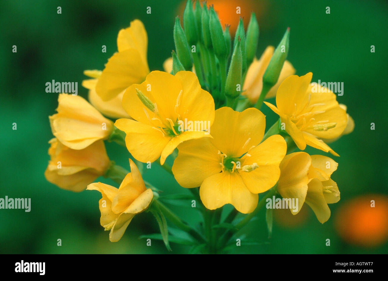 Common Evening Primrose Stock Photo - Alamy