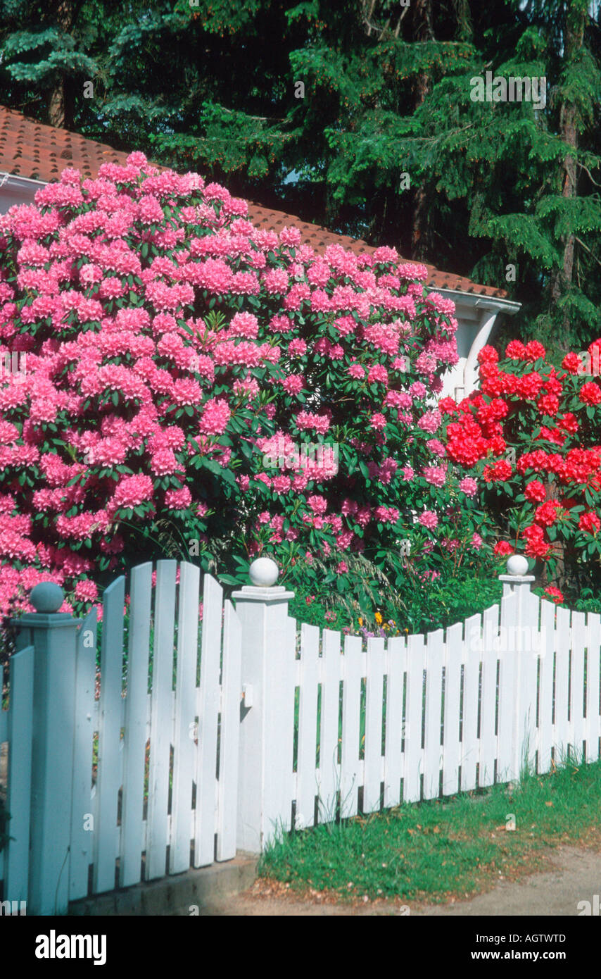 Front garden rhododendron bush house hi-res stock photography and ...