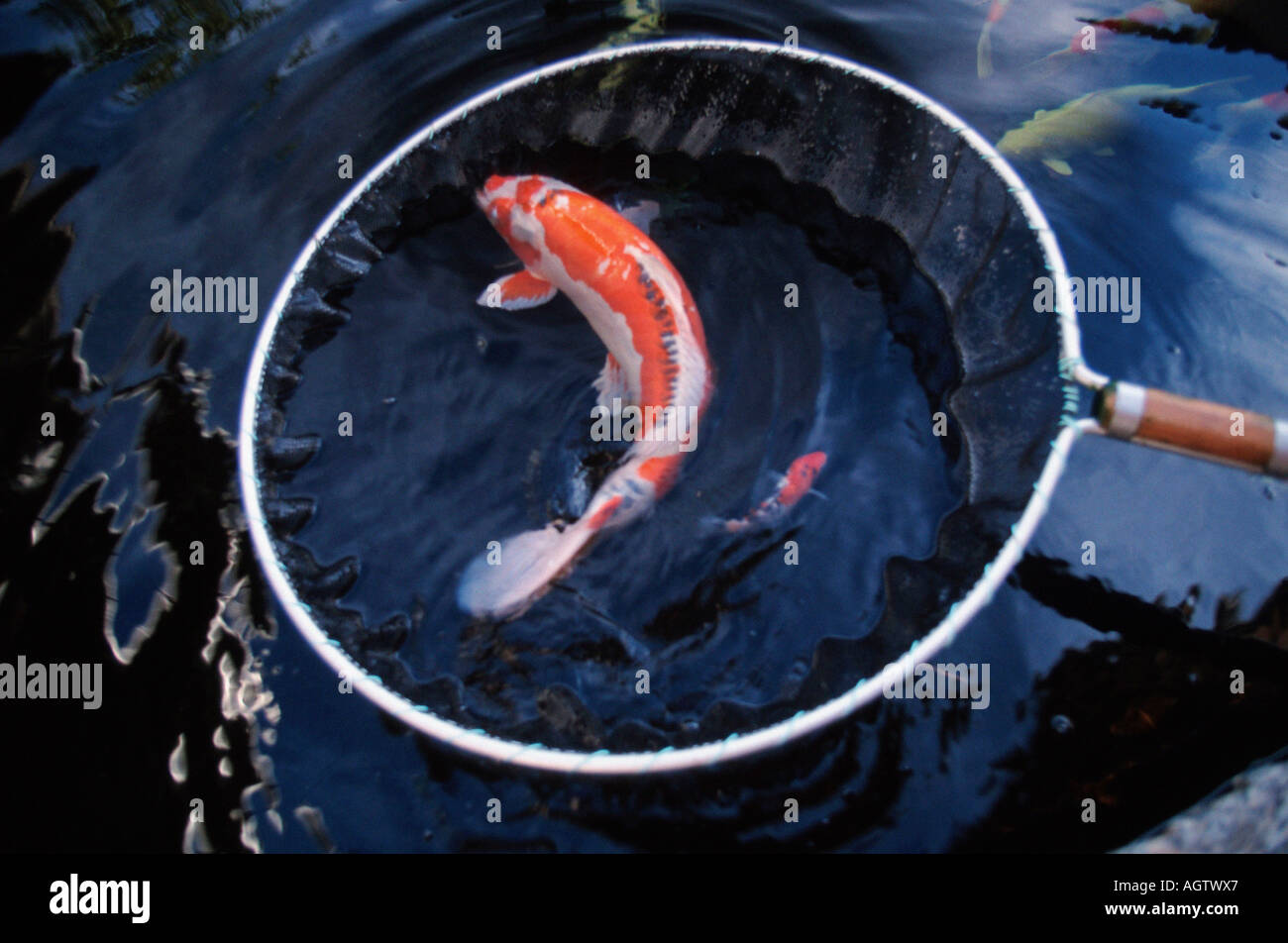Kujyaku hi-res stock photography and images - Alamy