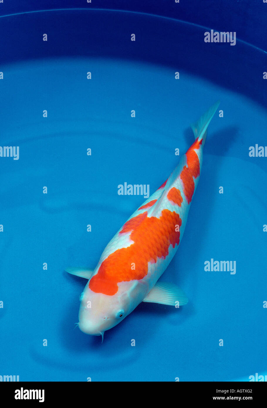 Koi / Kohaku Stock Photo - Alamy