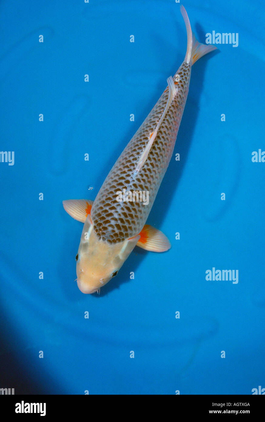 Koi / Asagi Stock Photo - Alamy