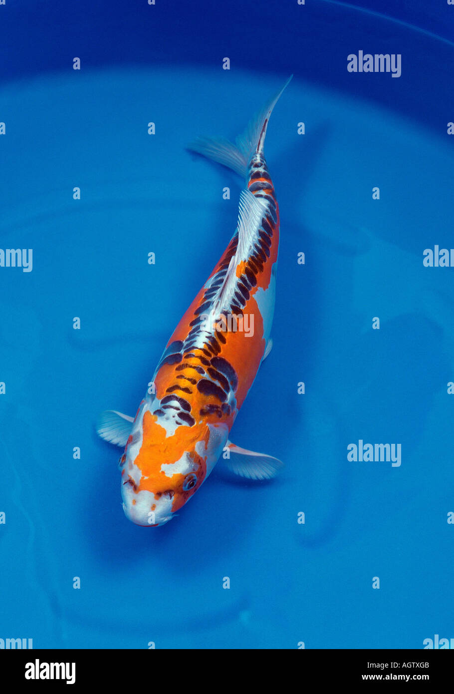 Kujyaku hi-res stock photography and images - Alamy