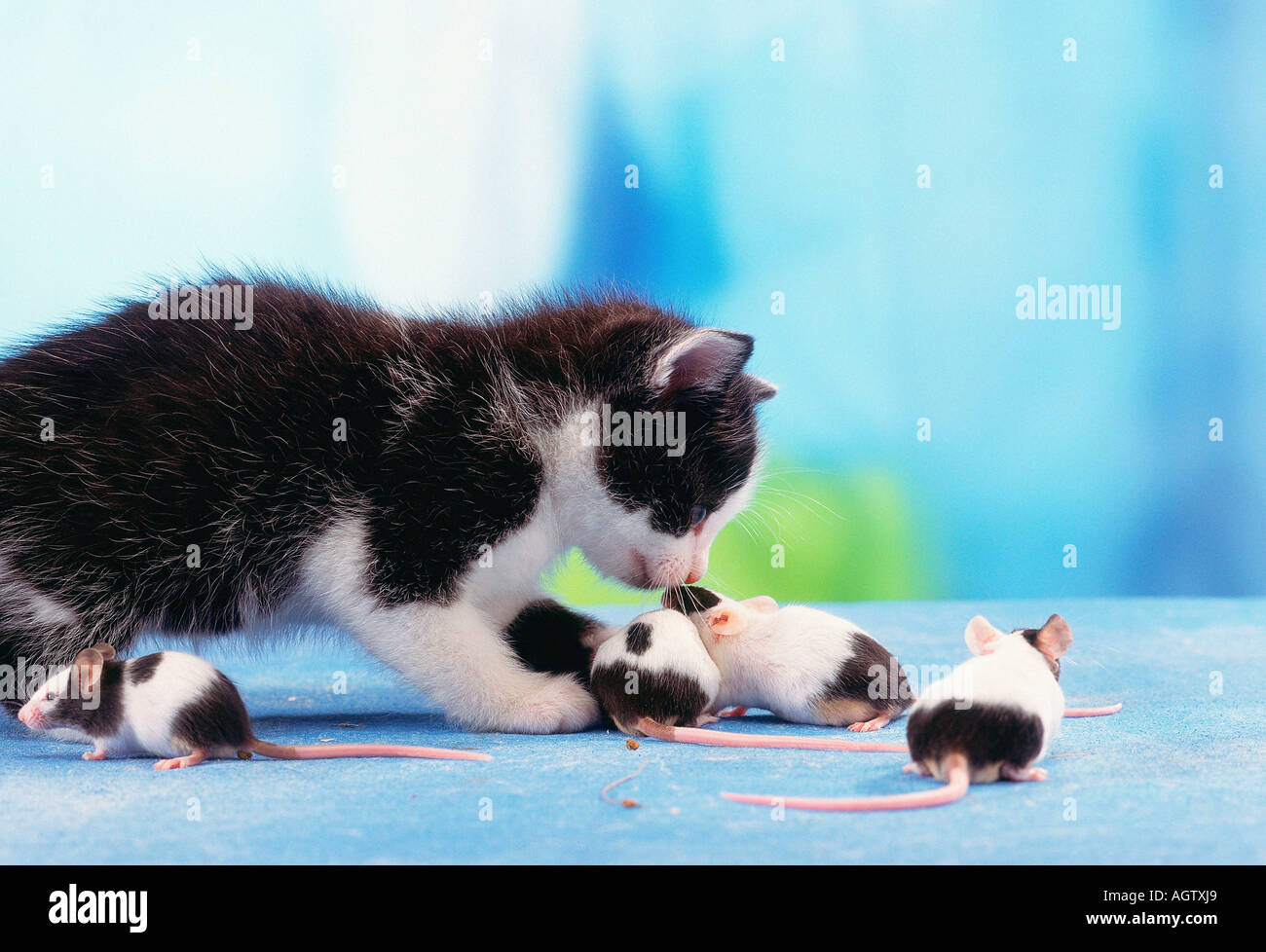 Black white cat mouse hi-res stock photography and images - Alamy