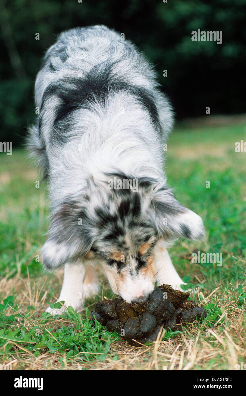 Australian shepherd puppy eating hi-res stock photography and images ...