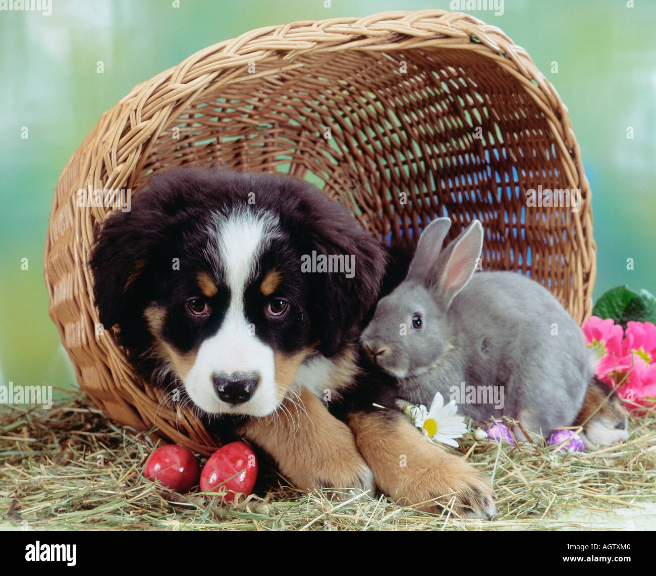 Dog with rabbit hi-res stock photography and images - Alamy