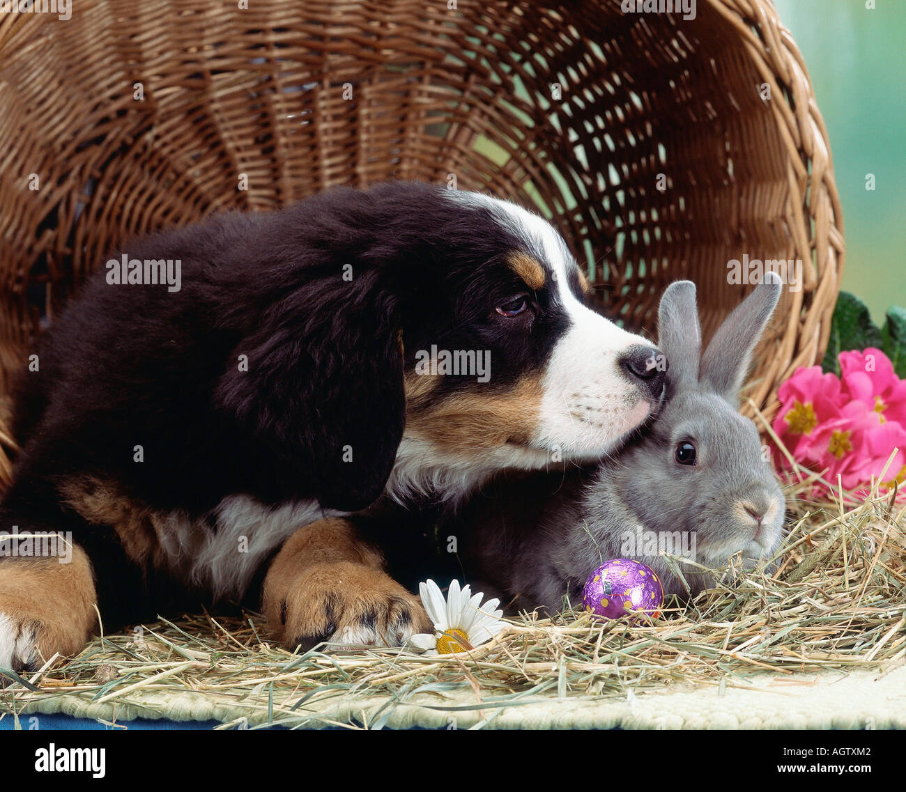 Dog with rabbit hi-res stock photography and images - Alamy