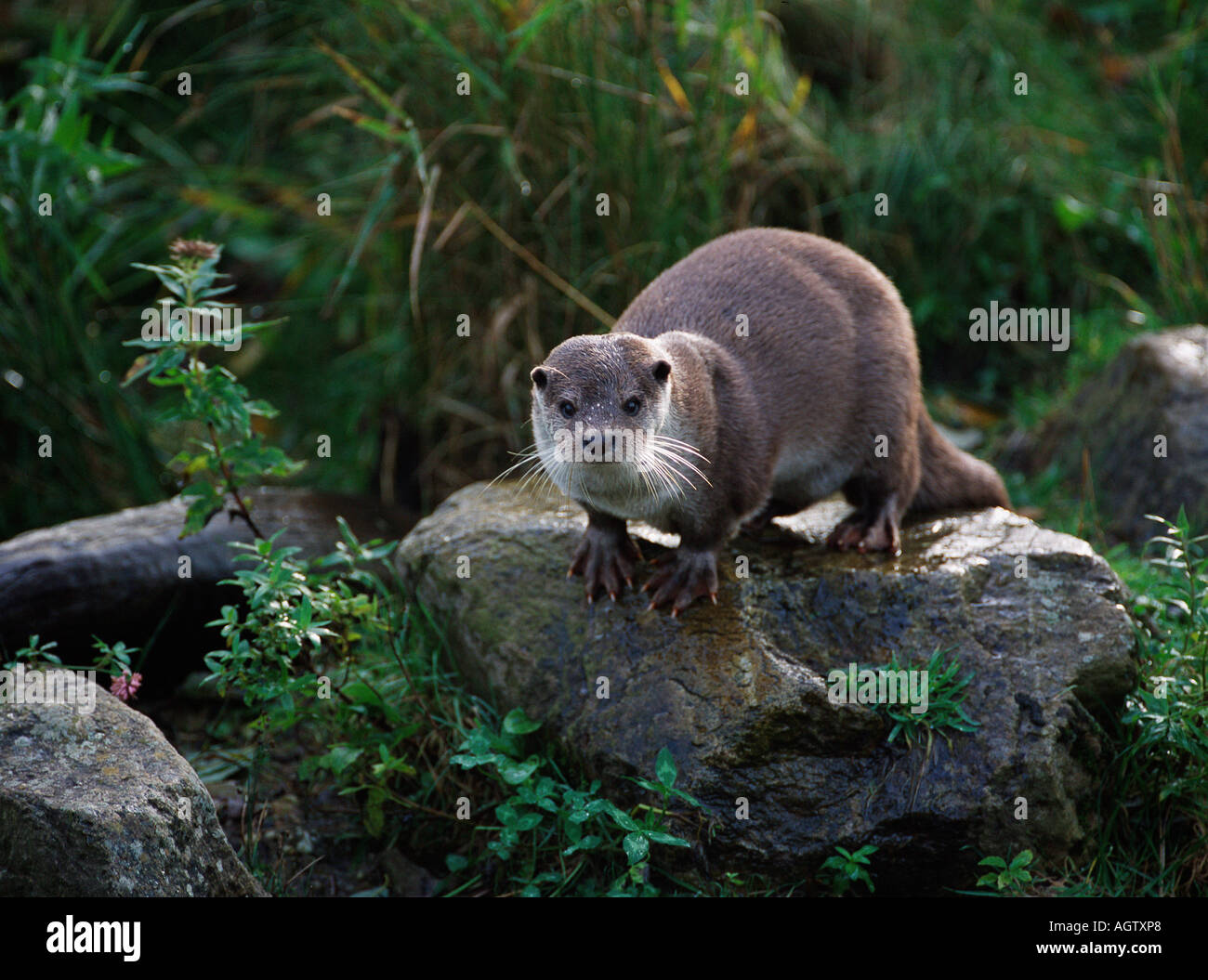 European Otter / River Otter Stock Photo - Alamy