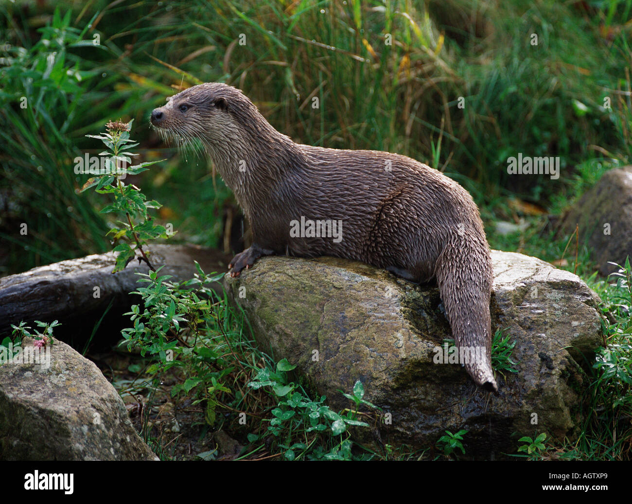 European Otter / River Otter Stock Photo - Alamy