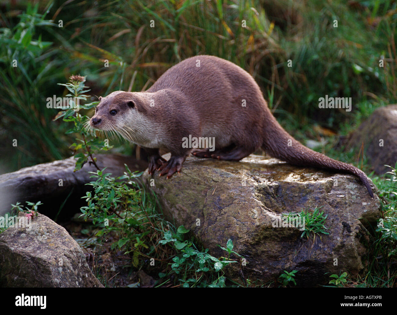 European Otter / River Otter Stock Photo - Alamy