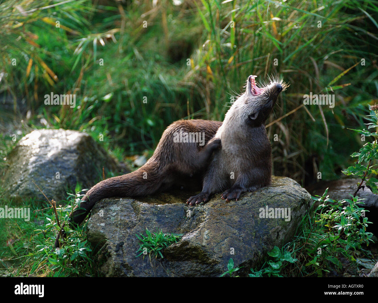 European Otter / River Otter Stock Photo - Alamy