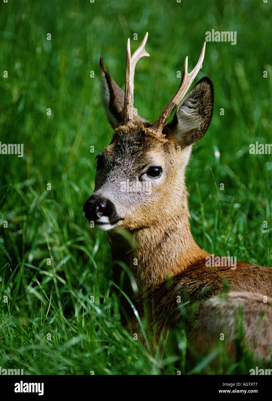 Portrait format roe deer hi-res stock photography and images - Alamy