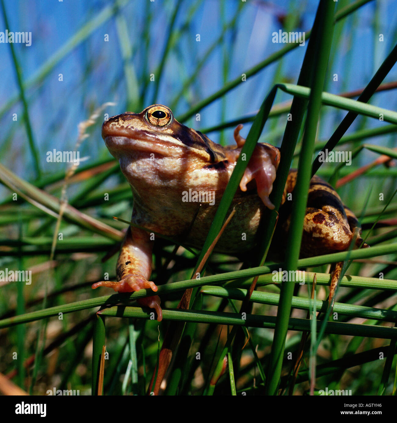 Common European Frog Stock Photo - Alamy