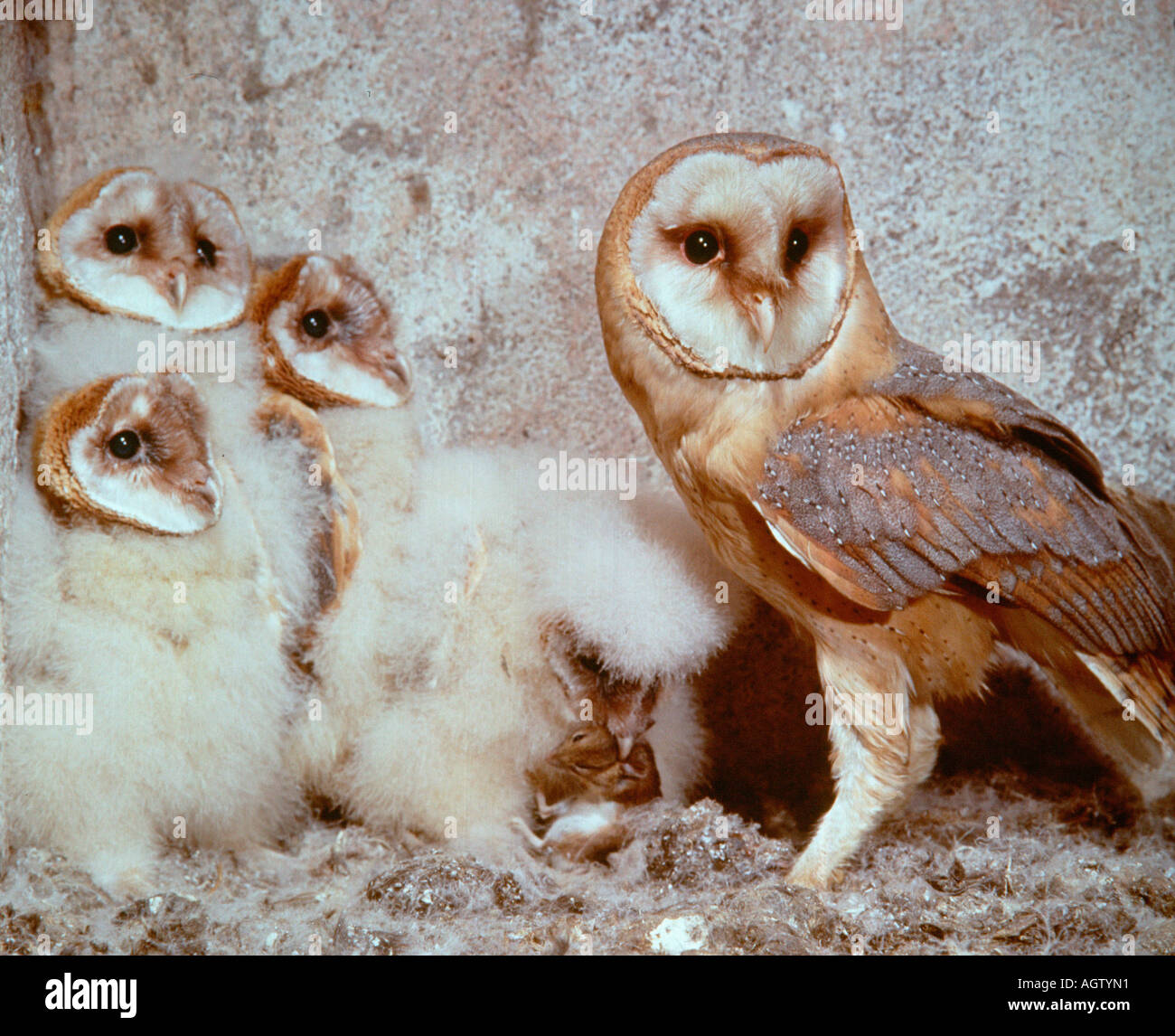 Adult female barn owl tyto hi-res stock photography and images - Alamy