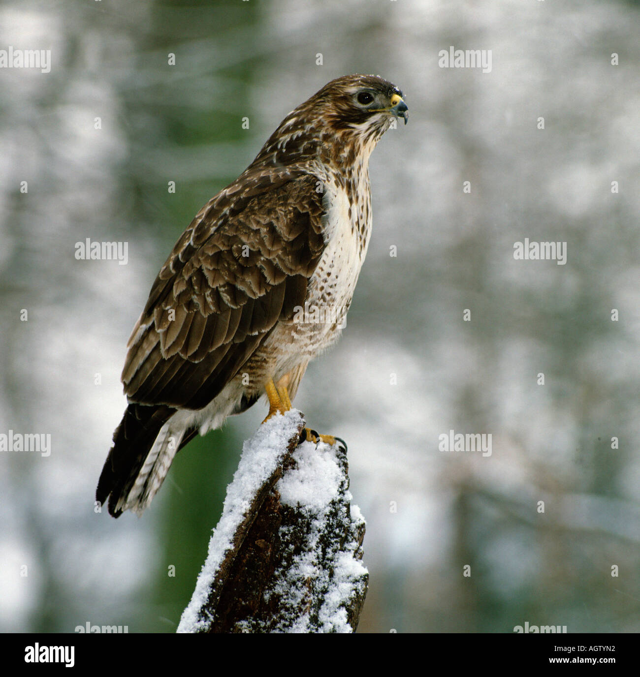 European buzzard hi-res stock photography and images - Alamy