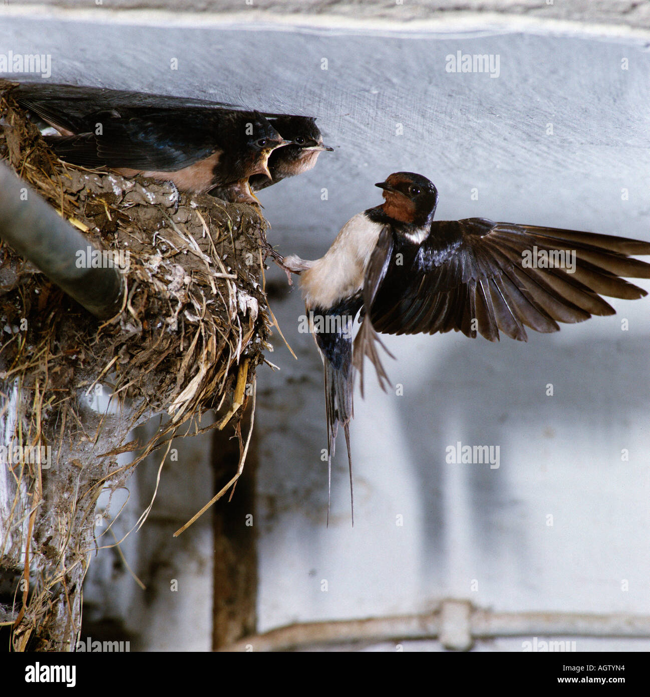 Barn swallow family hi-res stock photography and images - Alamy
