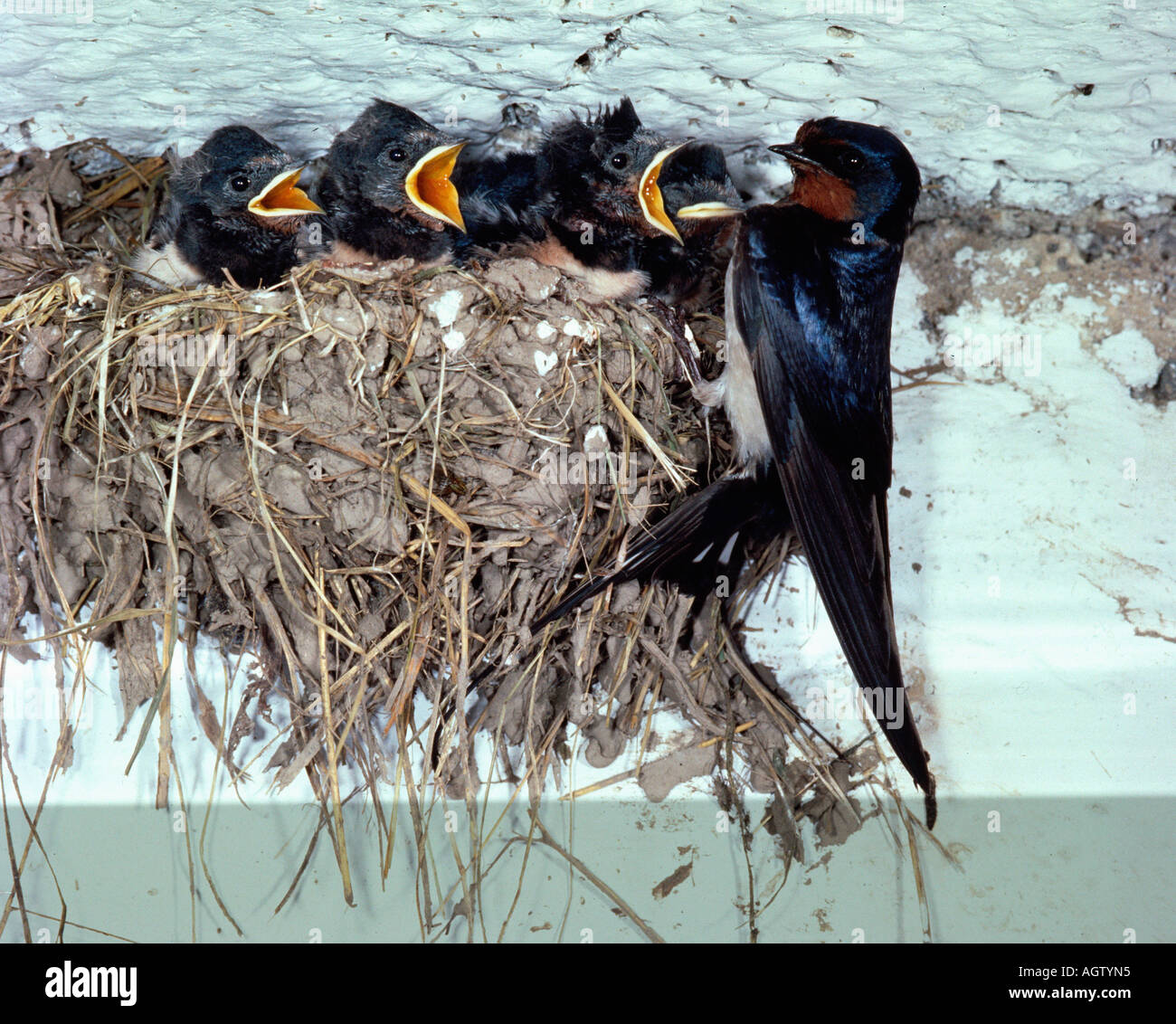 Four calling birds hi-res stock photography and images - Alamy