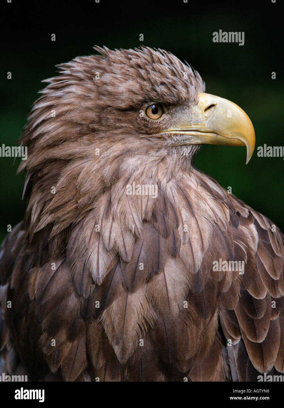 White-tailed Sea Eagle Stock Photo - Alamy