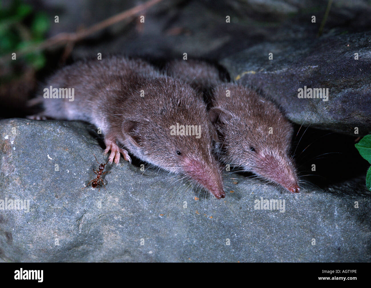 Greater white toothed shrew hi-res stock photography and images - Alamy