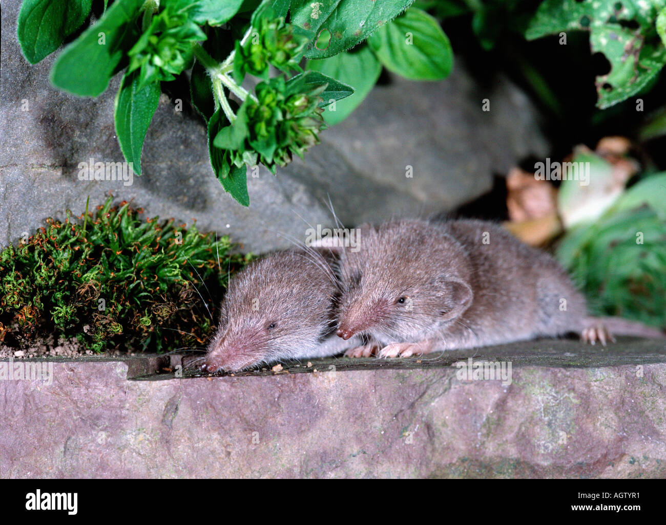 Greater White-toothed Shrew Stock Photo - Alamy
