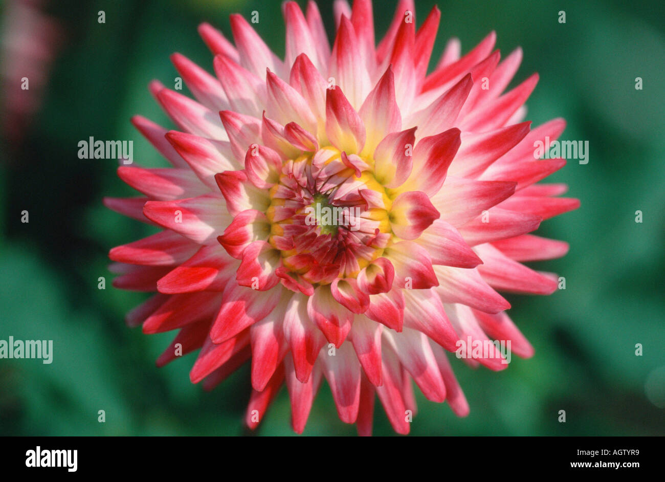 Dahlia cactus hi-res stock photography and images - Alamy