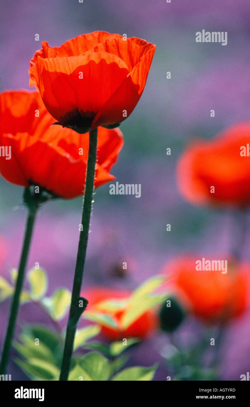 Beauty of livermere oriental poppy hi-res stock photography and images ...